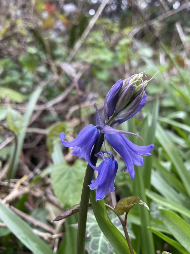 BLUEBELLS - STICKING TOGETHER - Survive and Revive